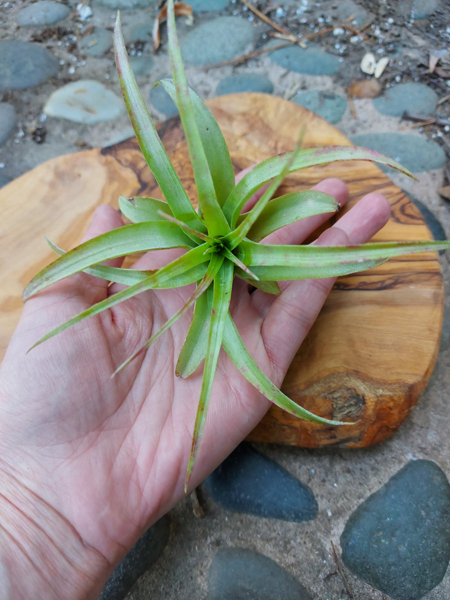 Tillandsia Brachycaulos Multiflora Medium – Sister Freshest