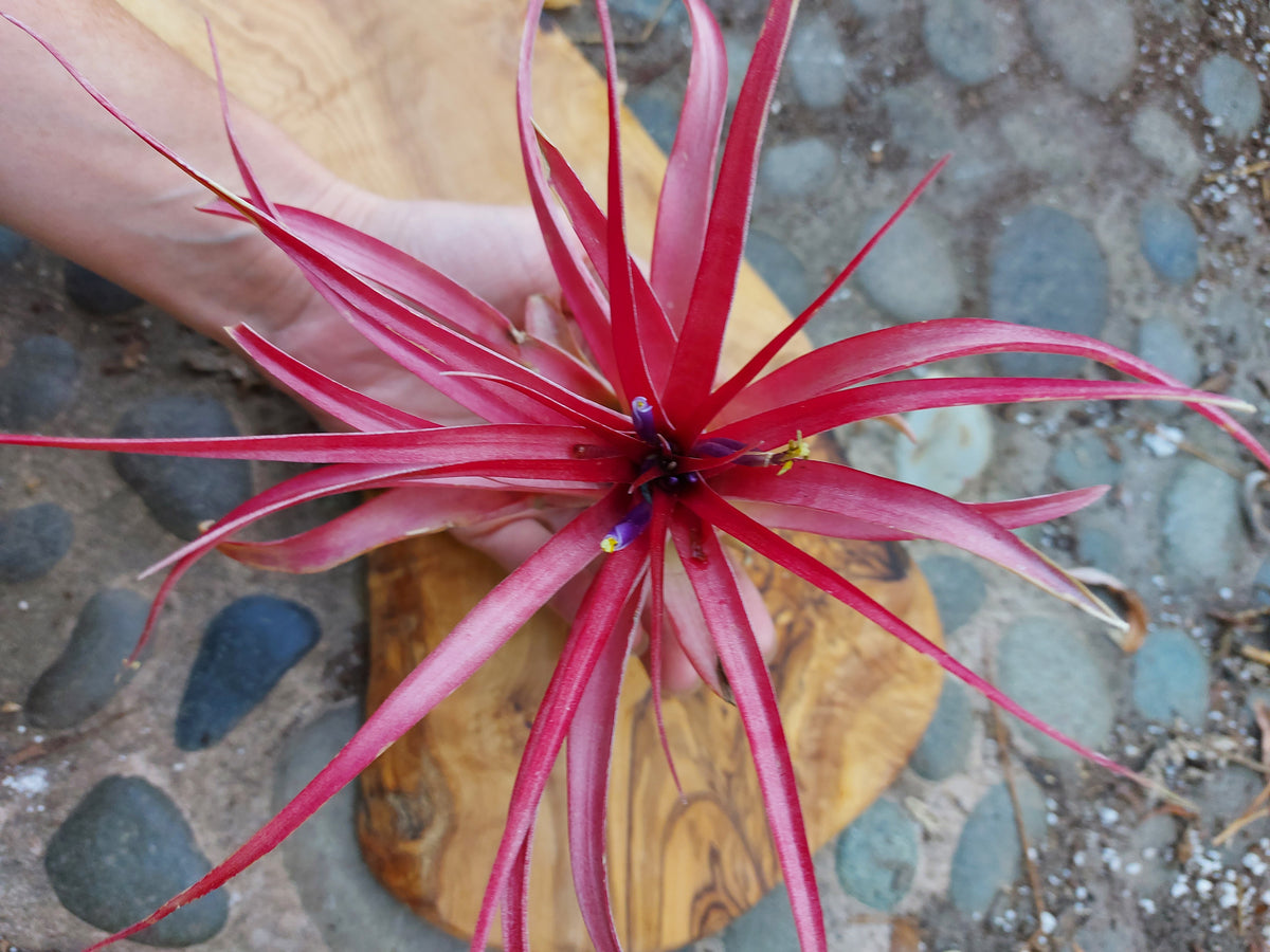 Tillandsia Brachycaulos Multiflora Large – Sister Freshest
